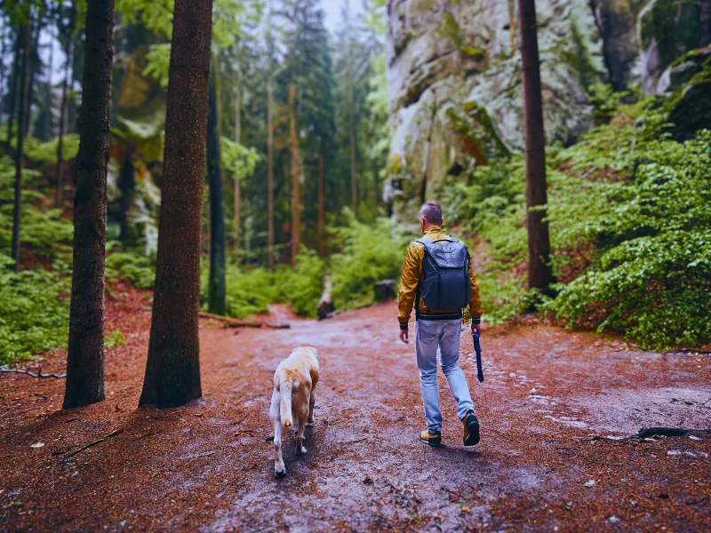 Hiking with Dogs: essentials for taking your dog hiking